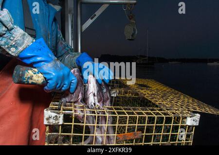 Lobsterman prepares his traps to fish American lobster (Homarus ...