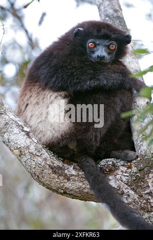 Milne-Edward's sifaka (Propithecus edwardsi), Ialatsara, Madagascar ...