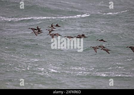Common scoters (Melanitta nigra) flying, Porvoo, Finland, May Stock ...