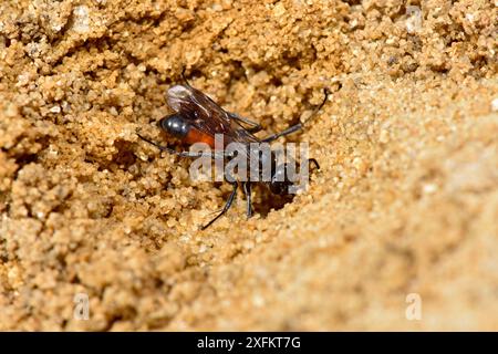 Pompilid/Spider Hunting Wasp (Caliadurgus fasciatellus) digging burrow ...