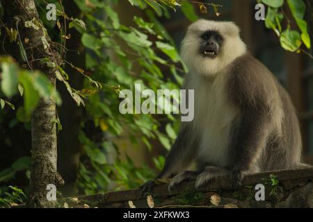 Kashmir Gray Langur / Chamba Sacred Langur (Semnopithecus ajax ...