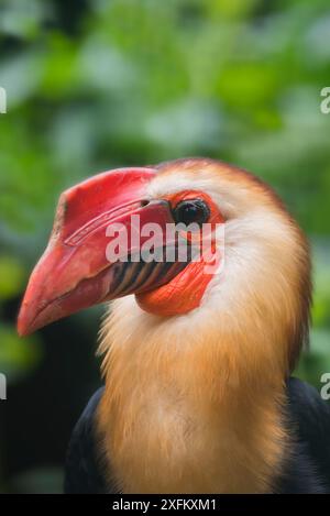 Writhed hornbill (Rhabdotorrhinus leucocephalus) near threatened ...