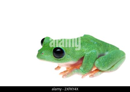 Morelet's tree frog (Agalychnis moreletii) captive occurs in Central ...