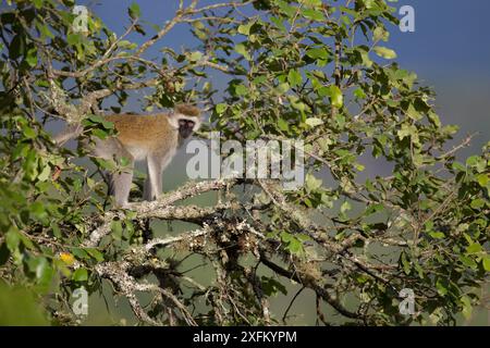 Burundi, Ruvubu National Park, Tantalus monkey (Chlorocebus tantalus ...