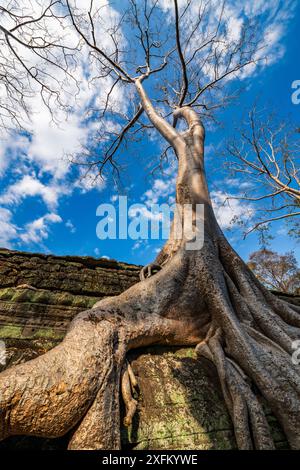 Roots of a giant tree growing over ruins on Angkor wat, Siem Reap ...