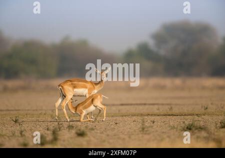 Blackbuck (Antelope cervicapra), calf suckling, Tal Chhapar Wildlife ...