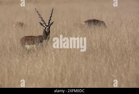 Blackbuck (Antelope cervicapra), male standing under tree, Tal Chhapar ...