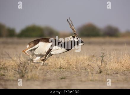 Blackbuck (Antelope cervicapra) male running, Tal Chhapar Wildlife ...