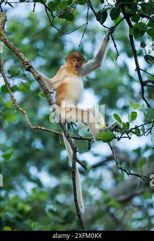 Proboscis monkey (Nasalis larvatus) juveniles fighting,, Tarakan ...