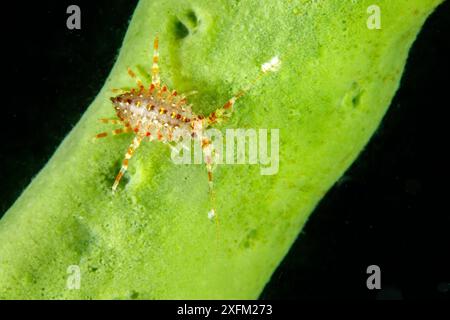 Gammarid amphipod (Brandtia parasitica), endemic to Lake Baikal, always ...