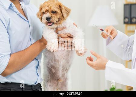 Veterinarians perform annual health examinations for dogs in animal ...