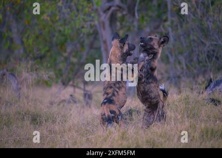 Wild Dog (Lyacon pictus) play fighting, Little Kwara, Botswana June ...