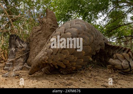 Ground pangolin (Smutsia temminckii) walking in front of a termite ...