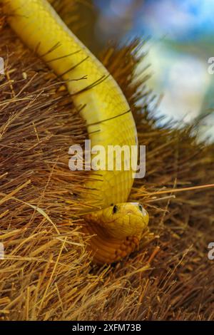 Yellow Cape Cobra (Naja nivea), South Africa Stock Photo - Alamy
