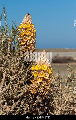 Yellow Broomrape (Cistanche phelypaea), Plantae, Galicia, ES Stock ...