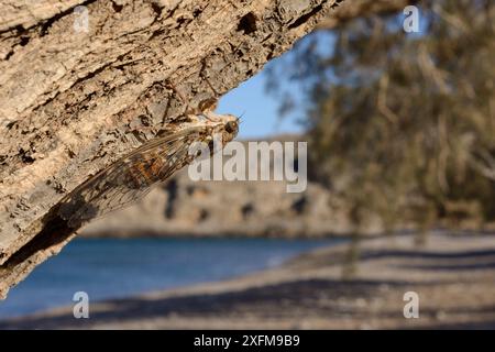 Cretan cicada (Cicada cretensis) on a Tamarisk (Tamarix sp.) tree trunk ...
