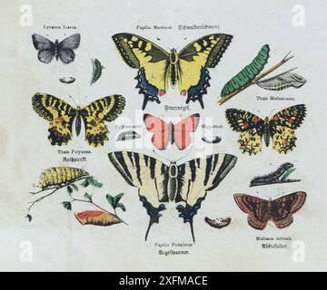Color lithograph of butterfly's species. Part IV. Germany, 1850 Papilio ...