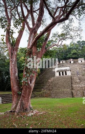 Bonampak Mayan ruins, Montes Azules Biosphere Reserve, Chiapas. Mexico ...