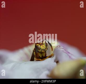Apache Wasp (Polistes apachus Stock Photo - Alamy
