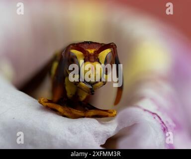 Apache Paper Wasp (Polistes apachus) Insecta Stock Photo - Alamy