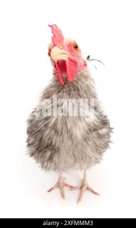 Silkie serama chicken Stock Photo - Alamy