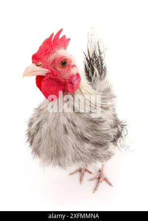 Silkie serama chicken Stock Photo - Alamy