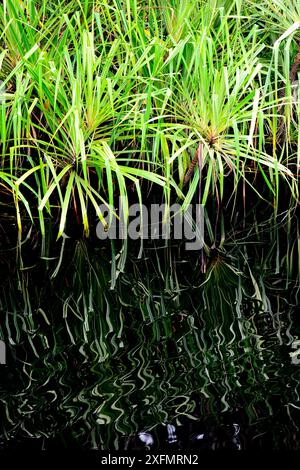 Kumai, Kalimantan, Borneo island, Indonesia, Asia Stock Photo - Alamy