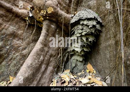 Termite colony at foot of large tree, Lagoons of Cufada ( Lagoas de ...