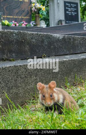 European hamster (Cricetus cricetus) in graveyard, with cheek pouches ...