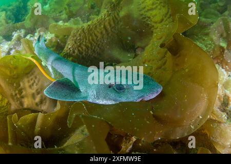 Lesser spotted catshark / Dogfish shark (Scyliorhinus canicula) on a ...