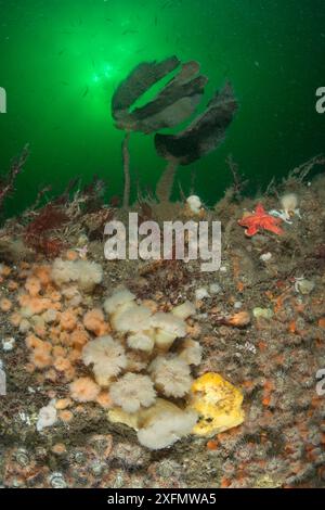 Rocky reef covered in seaweed in front of Little French Island Stock ...