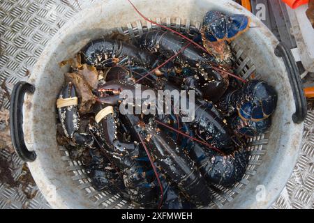 Catch of Common lobster (Homarus gammarus) in plastic basket aboard ...