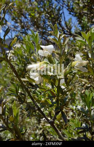Cytisus proliferus, tree lucerne, Tagasaste, shrubs in flower with tiny ...