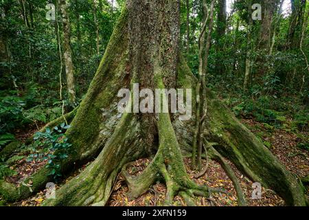 Black booyong tree (Argyrodendron actinophyllum) in rainforest of the ...