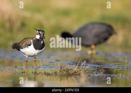 Lapwing (Vanellus vanellus) female wading, St John's Pool Bird Reserve ...