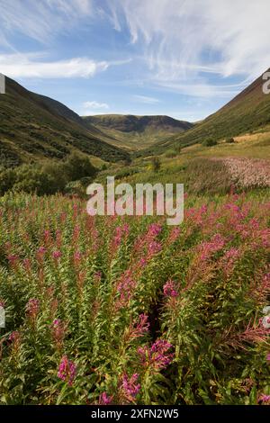 Carrifran Valley, site of major woodland restoration project led by ...