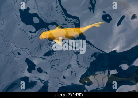 Revillagigedo sea chub (Kyphosus lutescens), San Benedicto Island ...