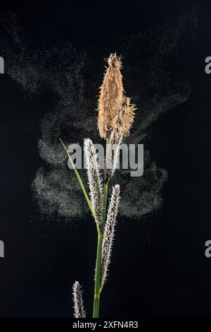flowering plants (Angiospermae) Plantae Stock Photo - Alamy