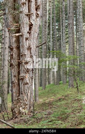Austrian pine (Pinus nigra calabrica) tree with exposed gnarled roots ...