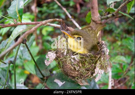 Spectacled Tetraka (Xanthomixis zosterops) incubating eggs on nest in rainforest understorey ...