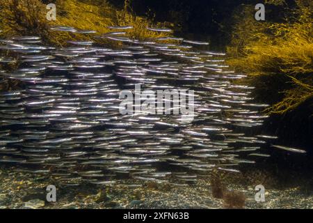 American sandlance (Ammodytes americanus) school in shallow waters ...