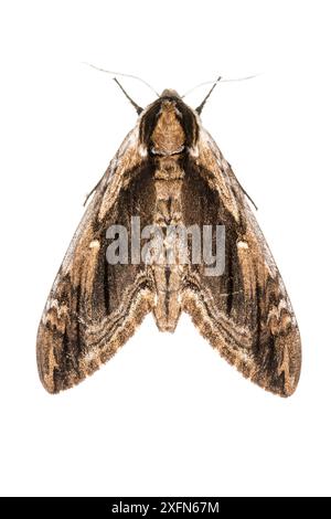 Elm Sphinx moth Ceratomia amyntor Stock Photo - Alamy