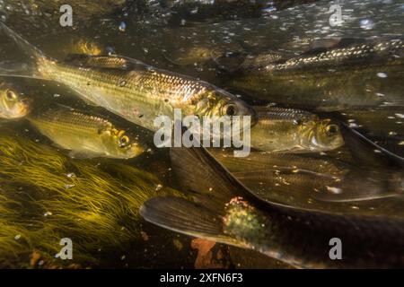 Alewives (Alosa pseudoharengus) fish migrating up a river in Northern ...