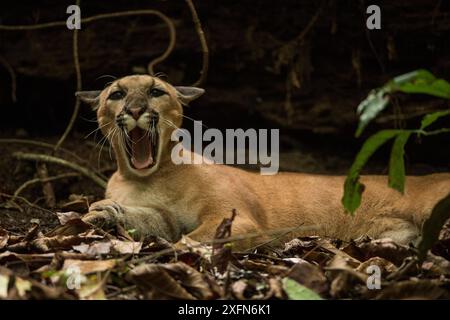 Puma (Puma concolor) yawning, Corcovado National Park, Costa Rica, May ...
