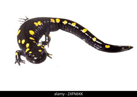 Yellow-spotted salamander (Amybystoma maculatum), photographed on white ...