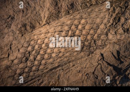 Fossilized remains of Lepidendron, the tallest of the coal age trees ...