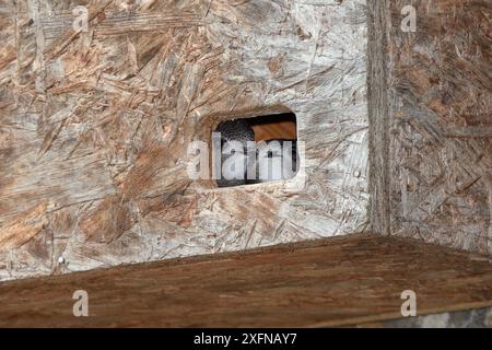 Common Swift (Apus apus) two chicks, at nest in building, Sussex ...
