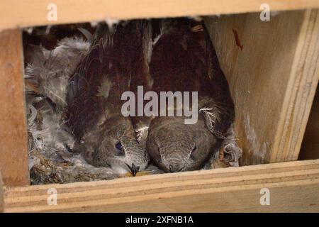 Common Swift (Apus apus) two chicks, at nest in building, Sussex ...