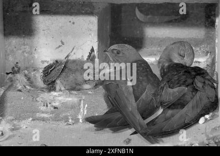 Common swift (Apus apus) pair resting in their nest box alongside their ...
