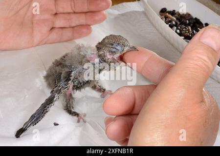 Week-old orphaned Common swift chick (Apus apus) being fed with insect ...